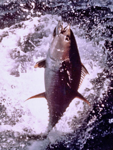 Tuna – Commercial Fishing