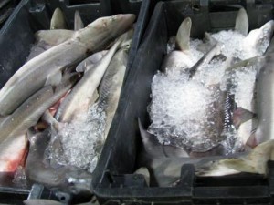 Spiny Dogfish – Commercial Fishing