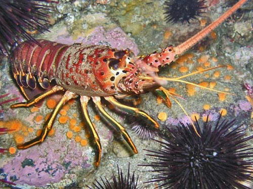 California Spiny Lobsters – Commercial Fishing