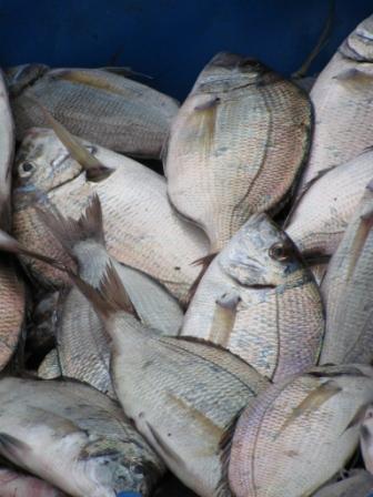 Scup – Commercial Fishing